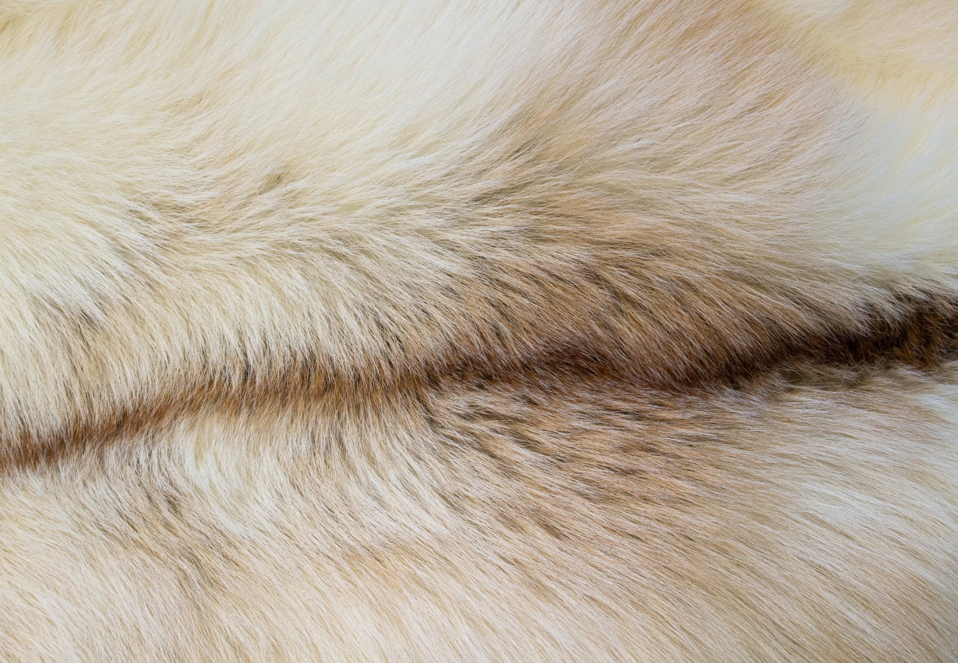 Sun Glo Fox Fur Rug - SAGA Furs Foxes | Lars Paustian Furs
