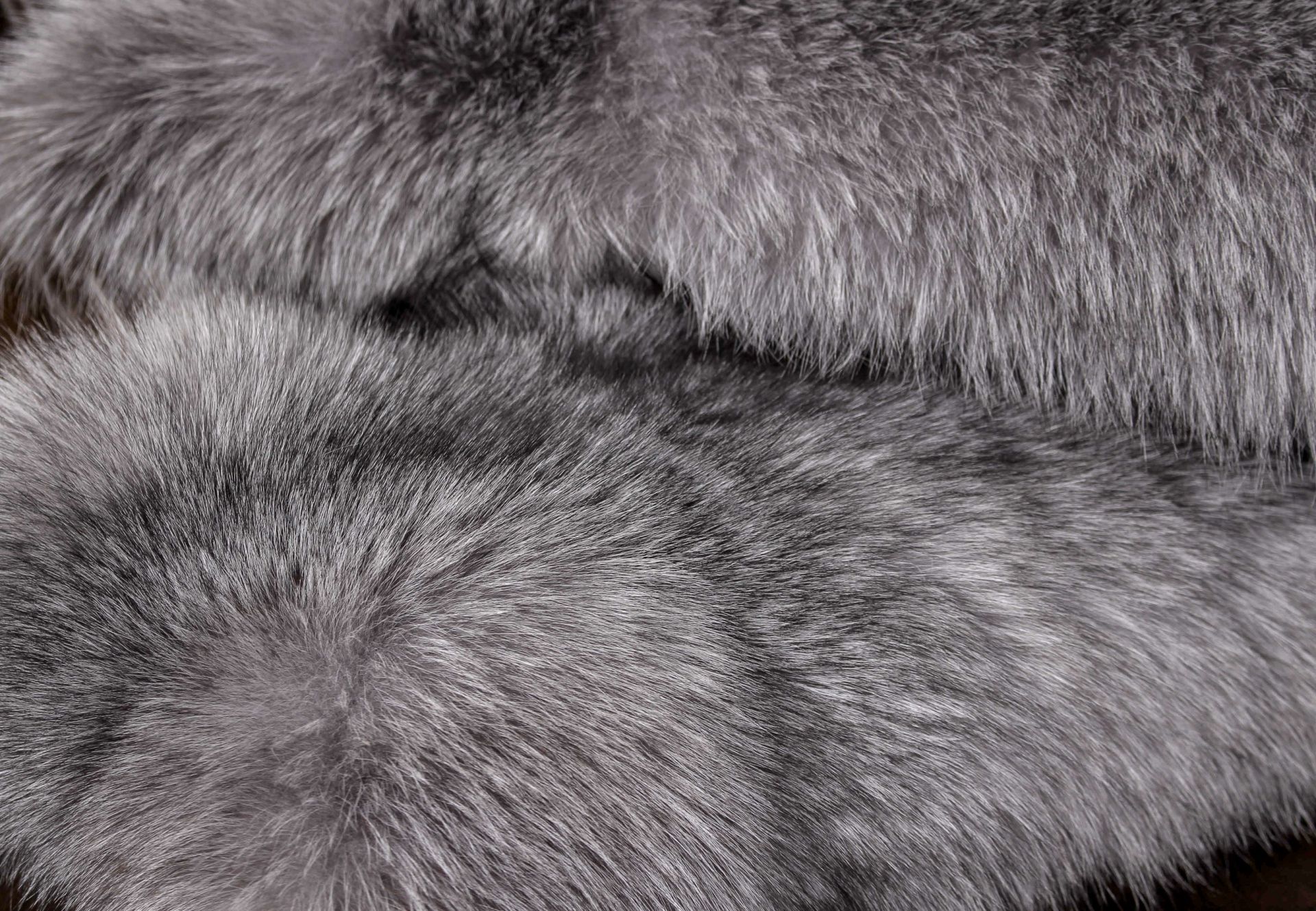 Blue Frost Fox Pillow (SAGA Fox) | Lars Paustian