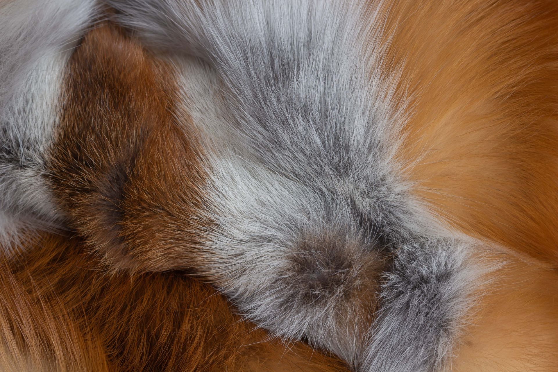 Impressive Canadian Red Fox Fur Blanket - Real Fur
