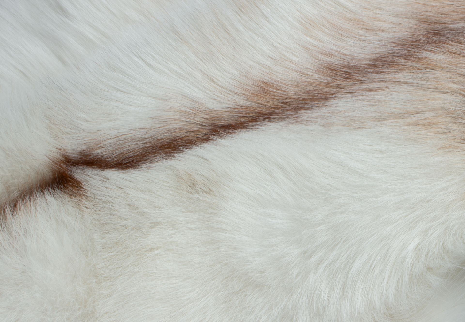 Sun Glo Fox Fur Blanket - Luxurious Home Decor Accent